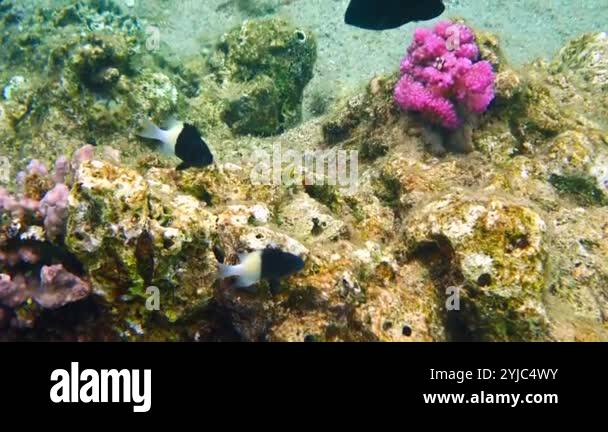 Bicolor Chromis (Chromis dimidiate), belongs to the family ...