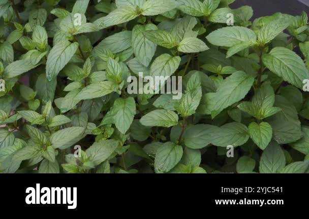 Creeping herb Stock Videos & Footage - HD and 4K Video Clips - Alamy