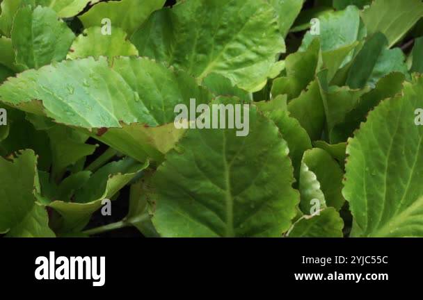 Bergenia cordifolia plant group with water drops on the lush leaves ...