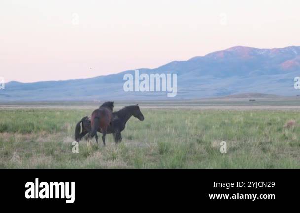 Desert fighting Stock Videos & Footage - HD and 4K Video Clips - Alamy