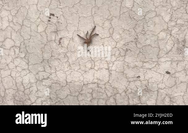 Legs missing Stock Videos & Footage - HD and 4K Video Clips - Alamy