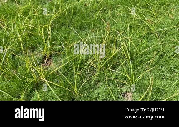 Coco-grass, Java grass, nut grass, purple nut sedge (Cyperus rotundus ...