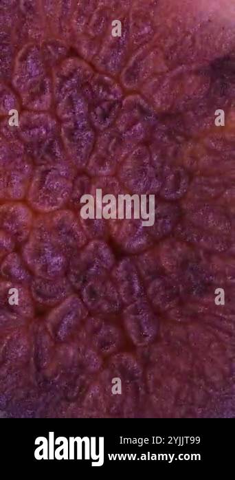 Delve into the fascinating patterns and colors of skin texture captured ...