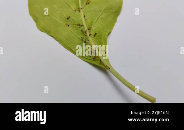 aphids and ants on chili leaves on a white background. they have a ...