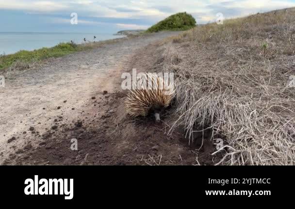 Animal echidna spiny anteater Stock Videos & Footage - HD and 4K Video ...