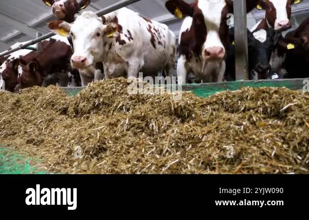 Row of cattle chewing fodder at milk factory. Curious cows look into ...