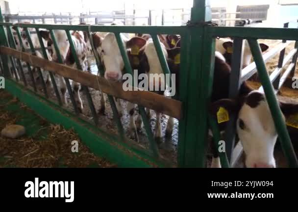 Long row of curious small calves look into camera on dairy farm. Cute ...