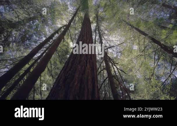 Low wide angle of an old-growth dense forest with tall Douglas Fir ...