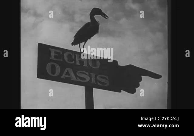 Hoo bird Stock Videos & Footage - HD and 4K Video Clips - Alamy