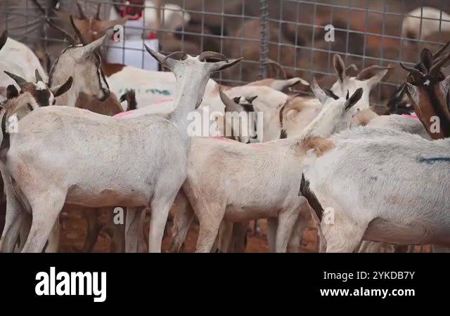 Djibouti, 01/31/2024 U.S. Army soldiers volunteer to provide ...