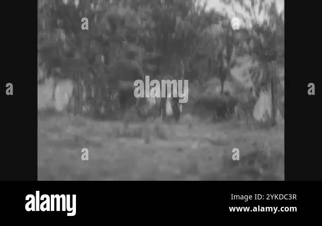 FRANCE - 1944 - British troops enter village and captured German high ...