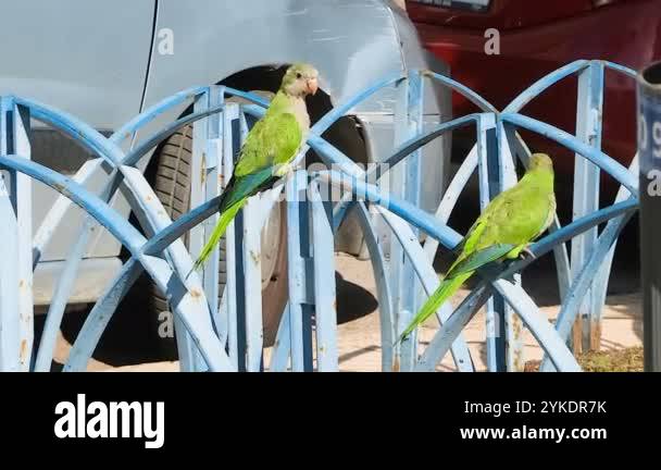 Quaker Parrot birds living on urban city habitat ecosystem, tropical ...