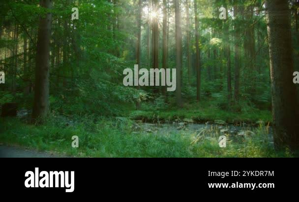 Lush green forest with sunlight streaming through tall trees creating ...
