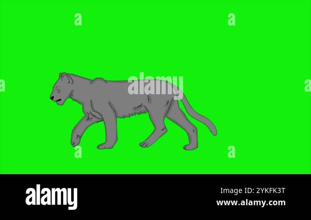 2d Animation Of Light Gray Tiger Walking And Crossing With Green Screen ...
