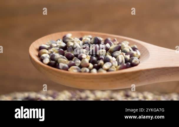 Organic purple corn kernels in a wooden spoon on a brown background ...