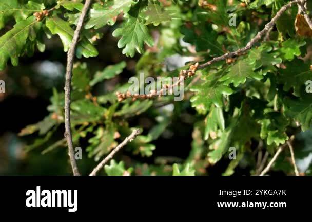 Oak buds sprouting on a tree branch, symbolizing new life and growth in ...