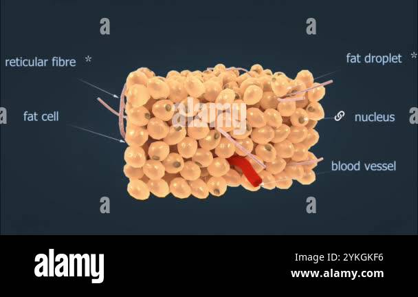 Fat tissue types Stock Videos & Footage - HD and 4K Video Clips - Alamy