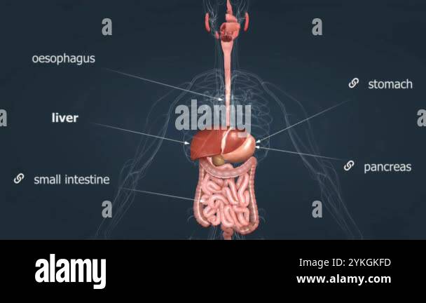 Pathology of the liver Stock Videos & Footage - HD and 4K Video Clips ...