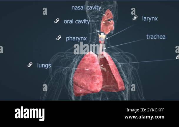 Human organs and chest Stock Videos & Footage - HD and 4K Video Clips ...