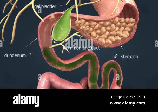 Gallbladder function in digestion Stock Videos & Footage - HD and 4K ...