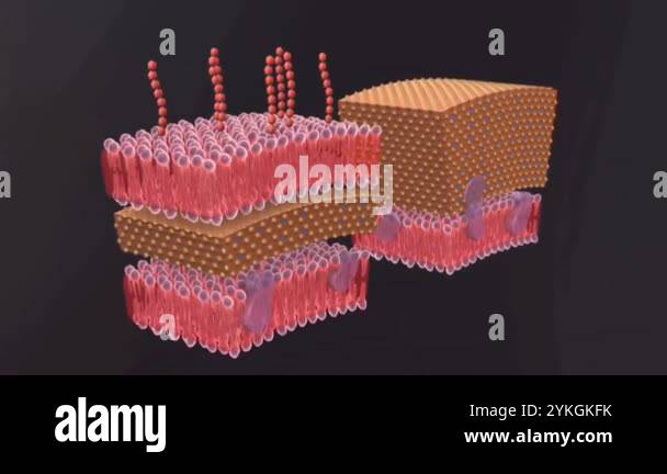 Bacterial classification method Stock Videos & Footage - HD and 4K Video Clips - Alamy