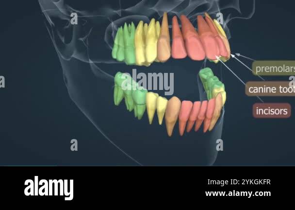 Types of tooth development Stock Videos & Footage - HD and 4K Video ...