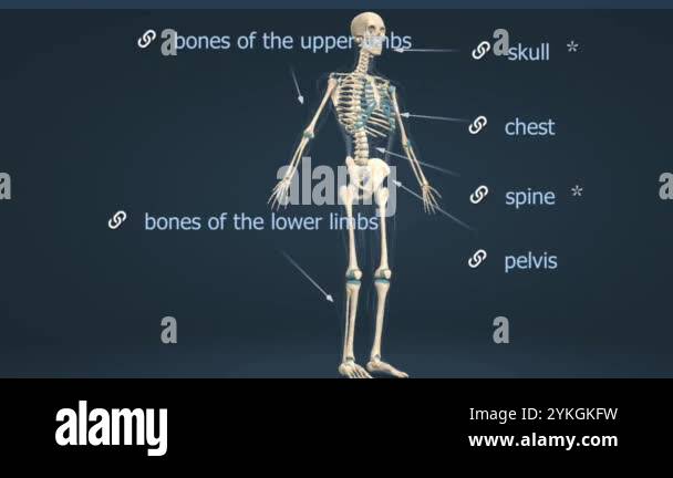 Human skeletal system organs Stock Videos & Footage - HD and 4K Video ...