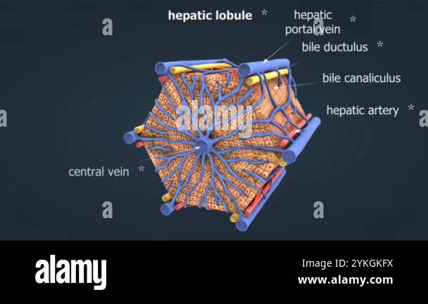 Hepatic zones Stock Videos & Footage - HD and 4K Video Clips - Alamy