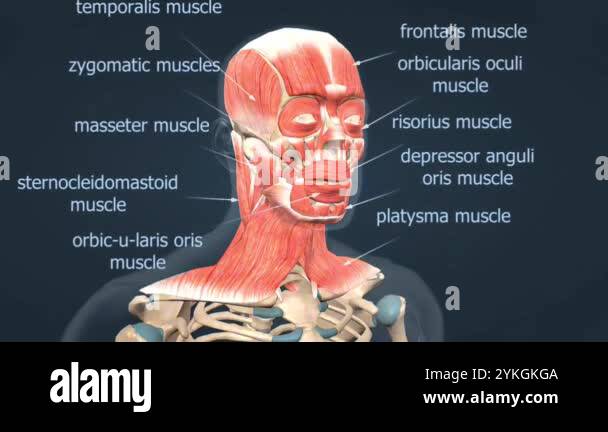 Muscles of the head Stock Videos & Footage - HD and 4K Video Clips - Alamy