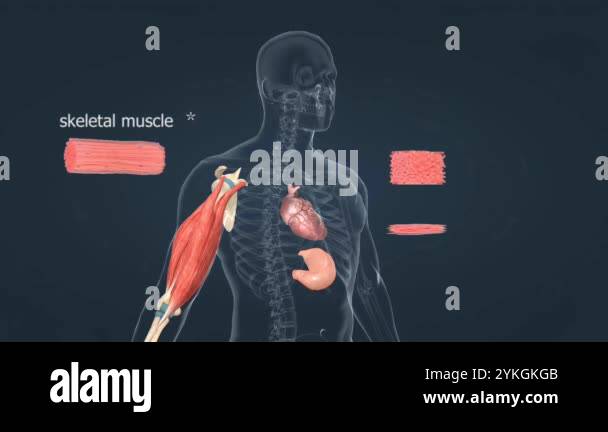 There are three types of muscle tissue: skeletal (attached to bones ...