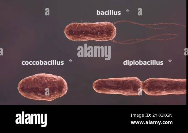 Bacillus subtilis species Stock Videos & Footage - HD and 4K Video ...
