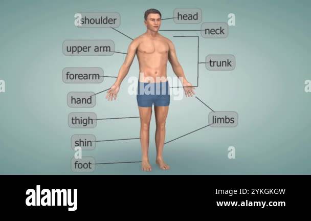 Human skin consists of the epidermis, dermis, and subcutaneous layers ...