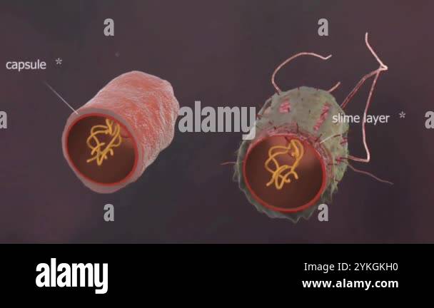 Bacterial defense mechanism Stock Videos & Footage - HD and 4K Video ...