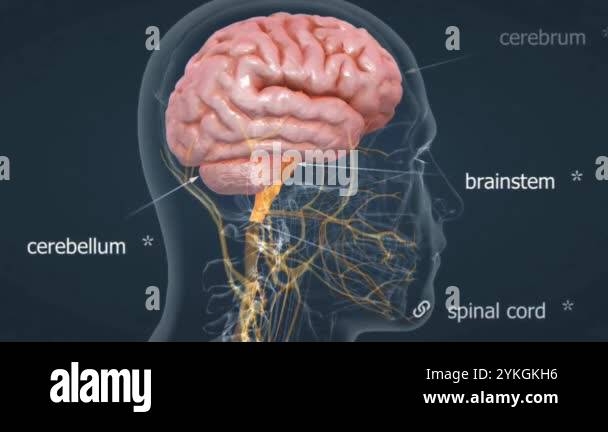 The Anatomy Of The Brain Includes The Cerebrum Cerebellum Brainstem
