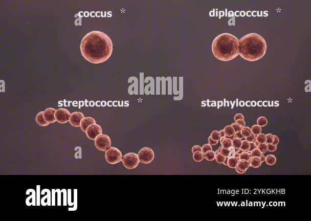 Bacteria classification Stock Videos & Footage - HD and 4K Video Clips - Alamy