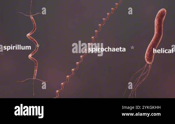 Helical bacteria Stock Videos & Footage - HD and 4K Video Clips - Alamy