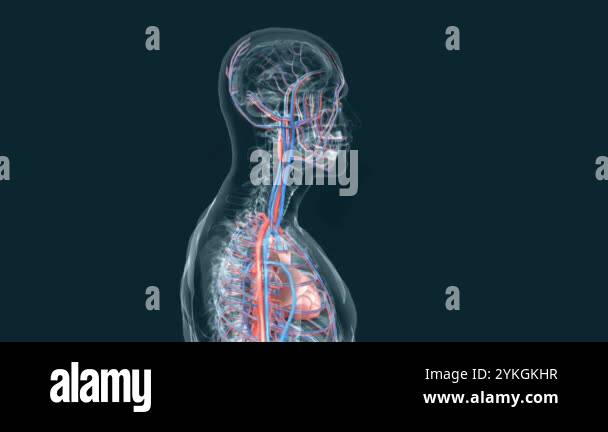 Overview of blood vessels and the circulatory system, highlighting ...