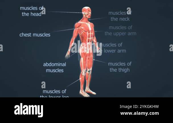 Human chest muscles illustration Stock Videos & Footage - HD and 4K ...