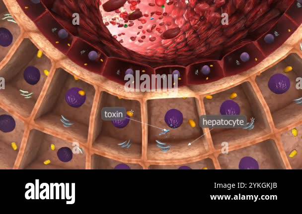 Overview of liver functions, including detoxification, metabolism, and ...