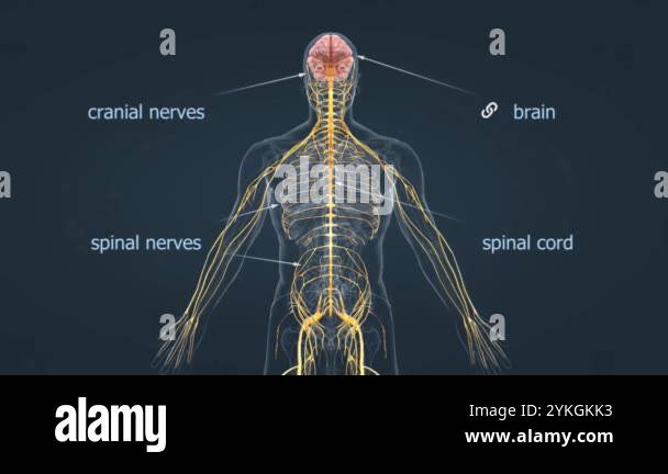 The spinal cord is a long, cylindrical structure within the vertebral ...