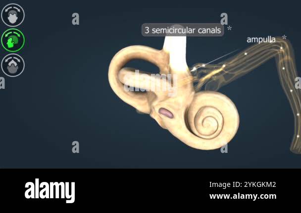 The semicircular canals detect rotational movement, sending signals to ...