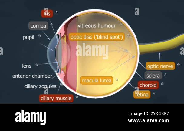 Cornea anatomy Stock Videos & Footage - HD and 4K Video Clips - Alamy