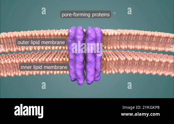 Nuclear Membrane Permeability Stock Videos And Footage Hd And 4k Video