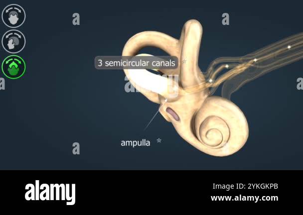 Vestibular organs canals otolith Stock Videos & Footage - HD and 4K ...