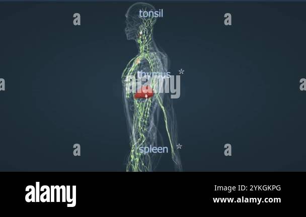 Lymphatic vessels structure Stock Videos & Footage - HD and 4K Video ...