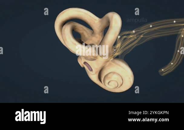 Semicircular canal anatomy Stock Videos & Footage - HD and 4K Video ...