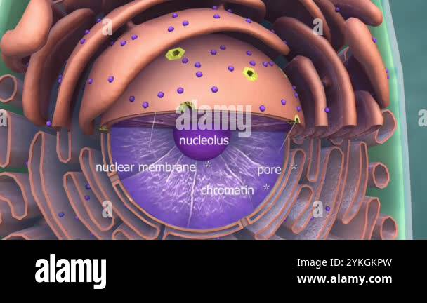 Cell chromatin nucleus Stock Videos & Footage - HD and 4K Video Clips ...