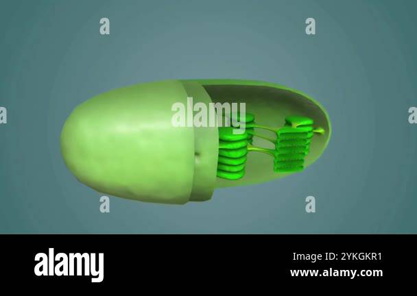 Plastids chloroplast chromoplast leucoplast Stock Videos & Footage - HD ...