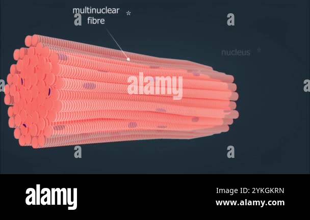 Skeletal muscle fibers Stock Videos & Footage - HD and 4K Video Clips ...
