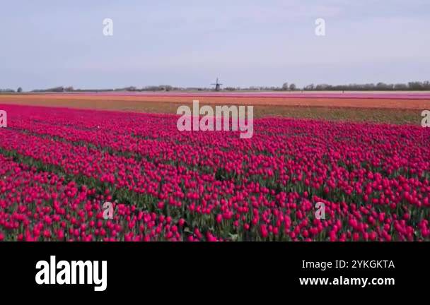 Dutch Tulip Mania Harvesting, Netherlands Tulip Farm, A vibrant field ...